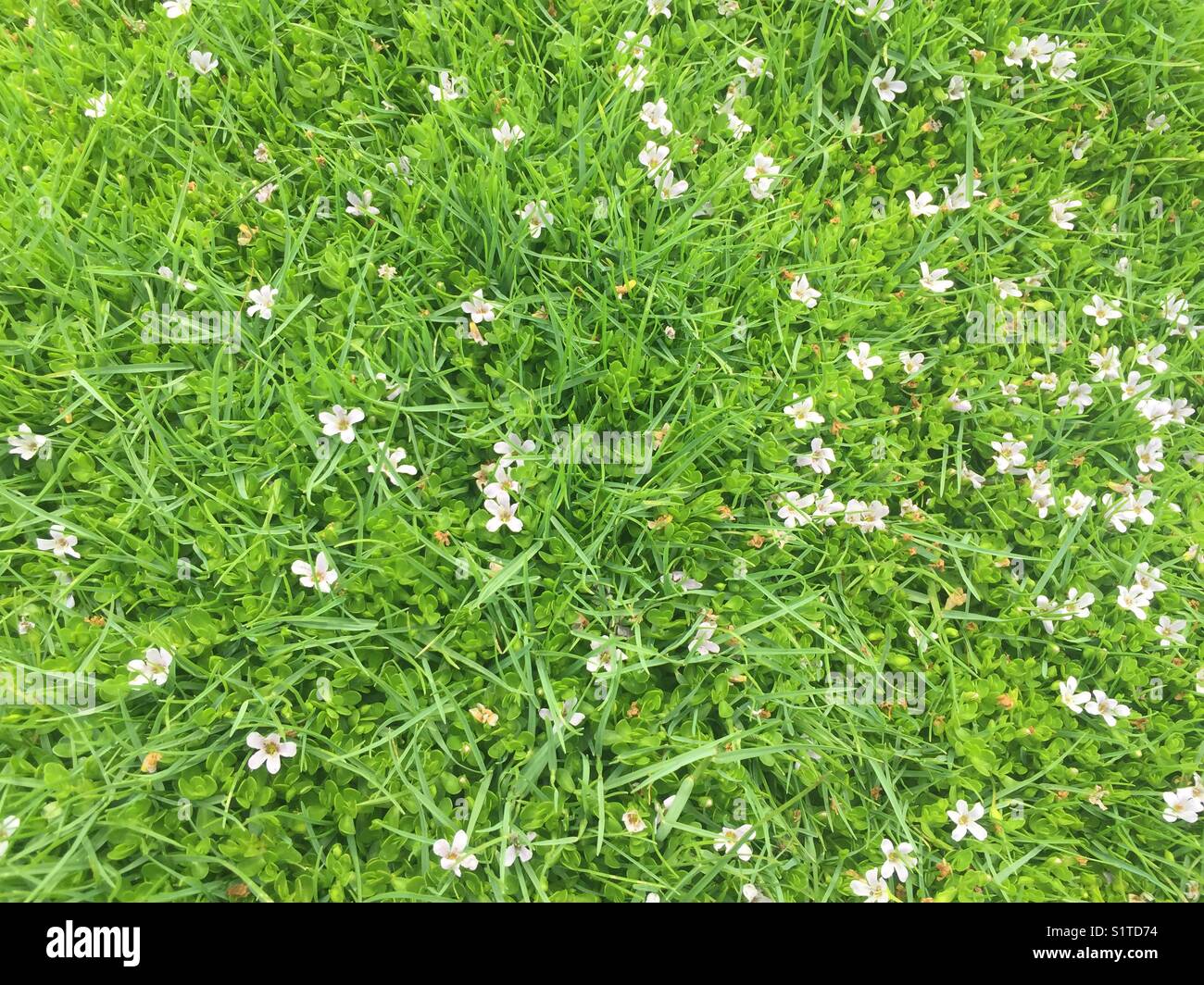 Flowers in the grass Stock Photo - Alamy