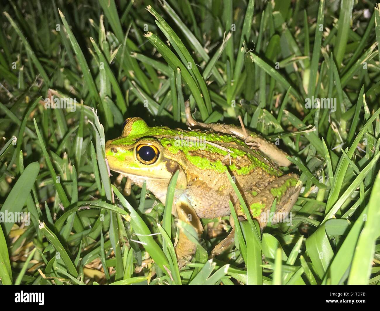 Wetlands frog hi-res stock photography and images - Alamy