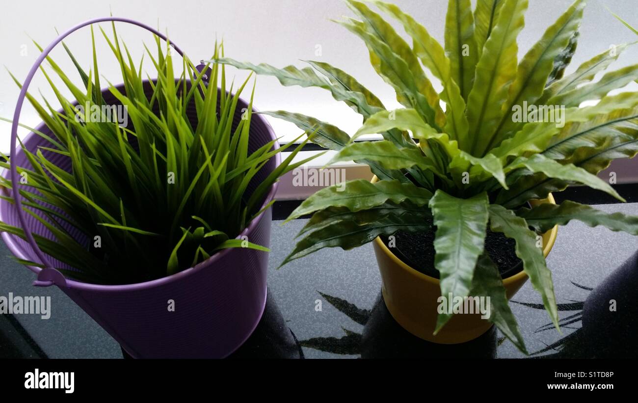 Potted indoor plants hi-res stock photography and images - Alamy