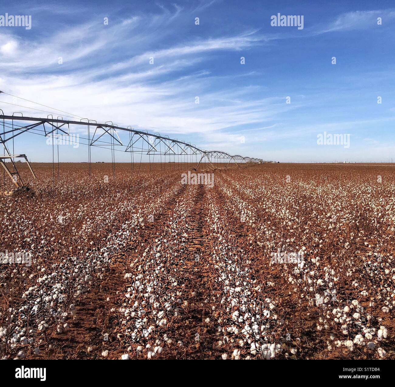 Cotton irrigation hi-res stock photography and images - Alamy