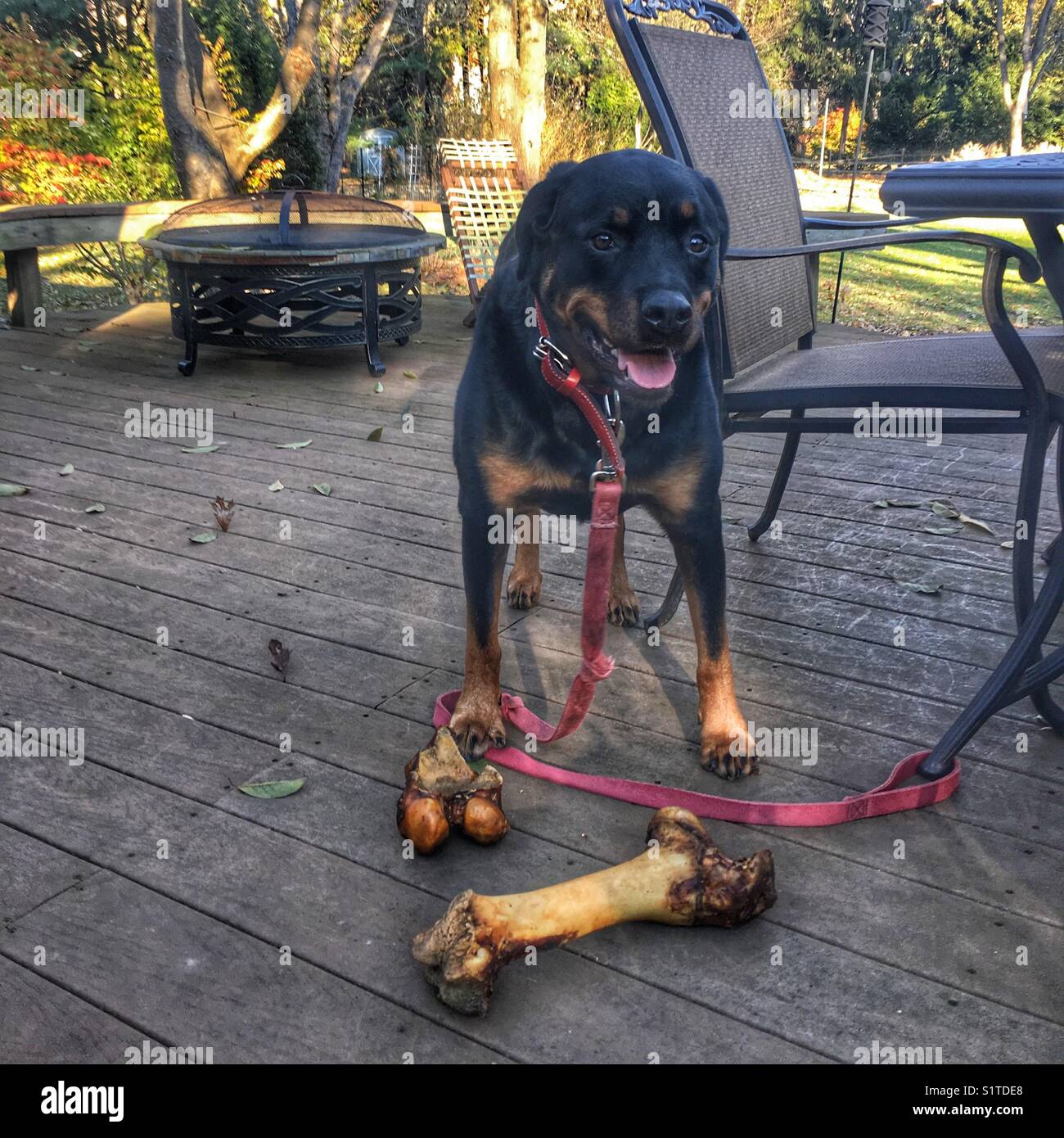 Protecting dog hi-res stock photography and images - Alamy