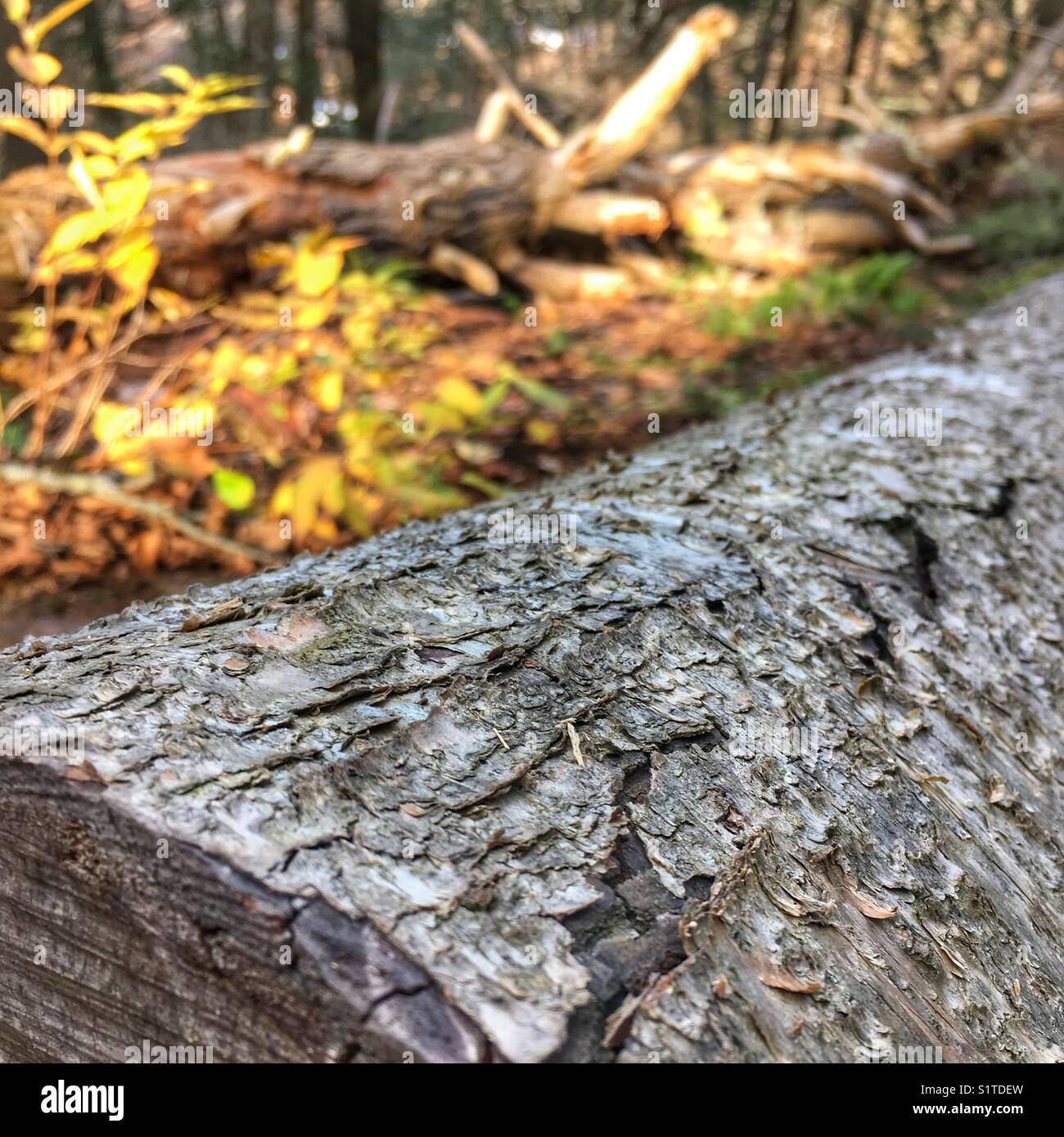 Tree log wood hi-res stock photography and images - Alamy