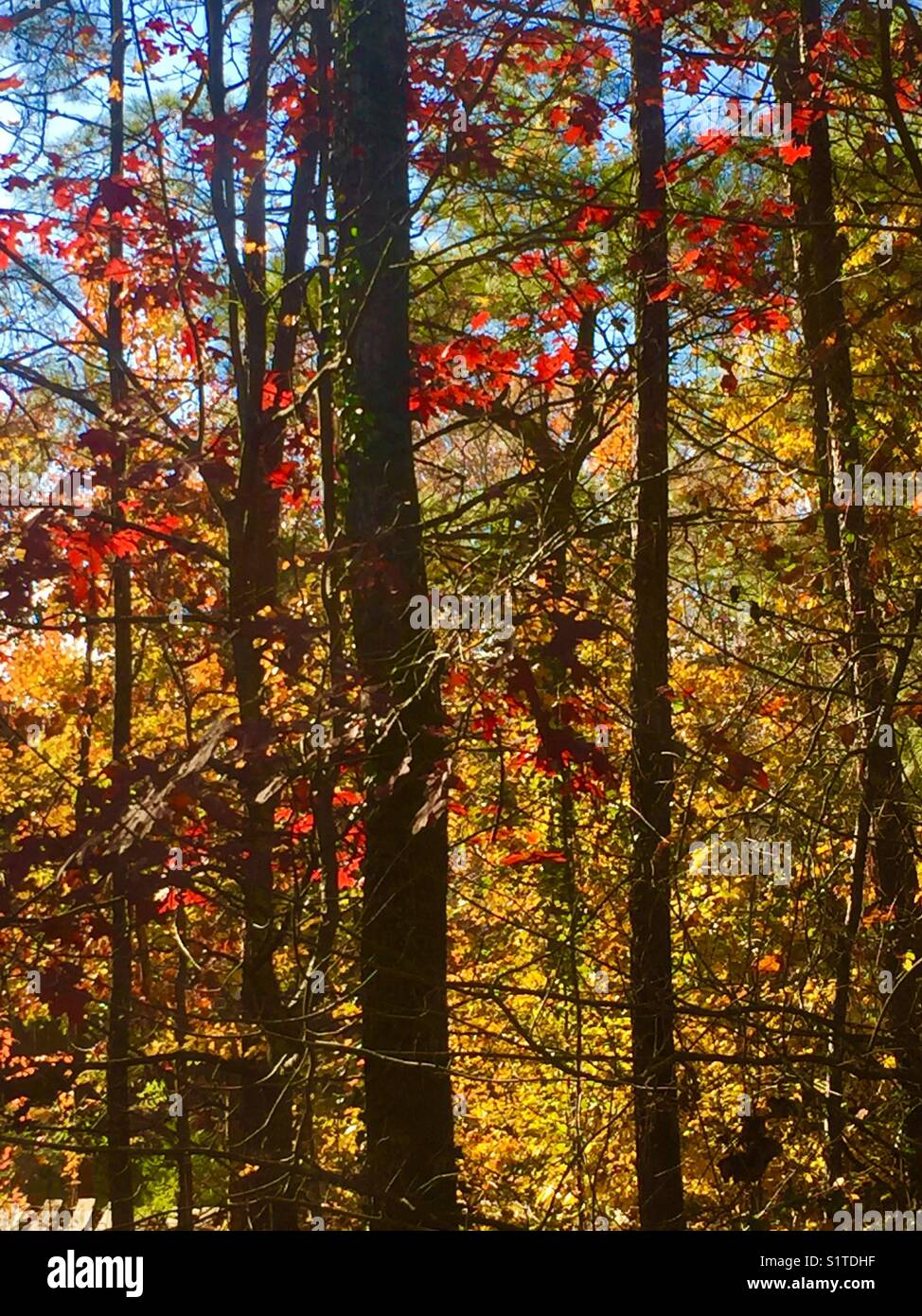 Sunlit Autumn leaves showcase the beautiful colors of Fall in Atlanta ...