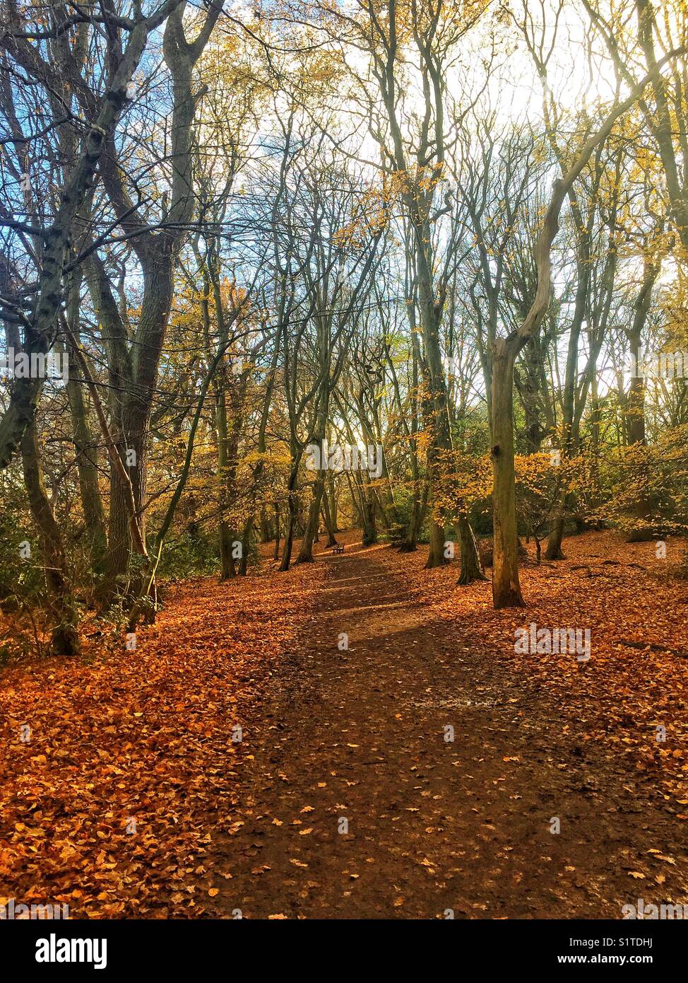 Highgate wood hi-res stock photography and images - Alamy