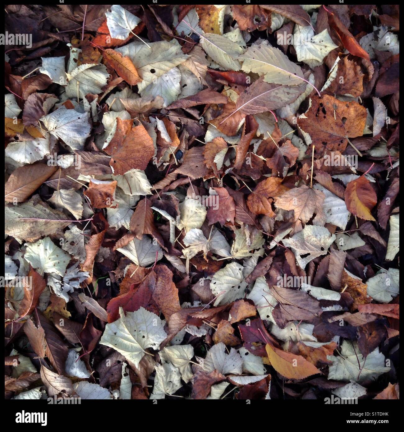 Autumn leaves, France Stock Photo - Alamy