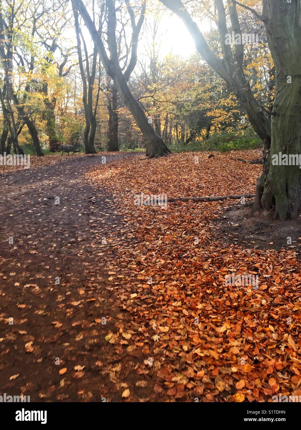 Highgate woods london hi-res stock photography and images - Alamy