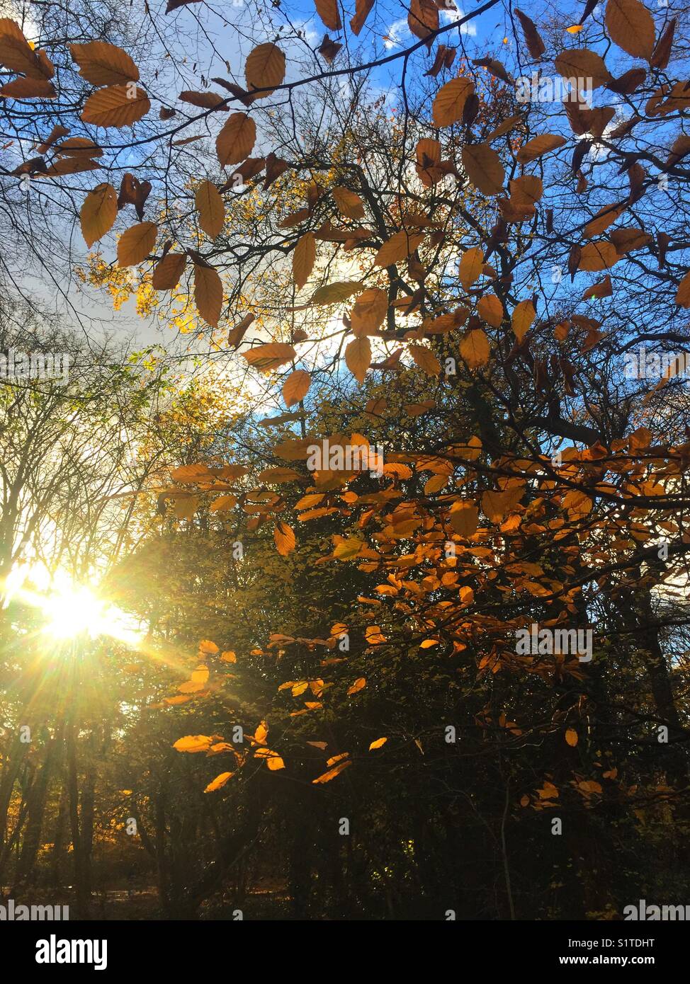 Highgate Wood High Resolution Stock Photography and Images - Alamy