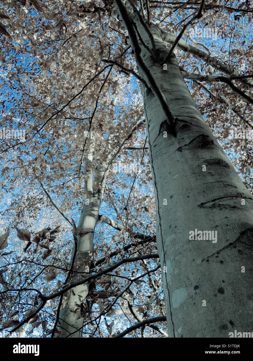 Beeches trees hi-res stock photography and images - Alamy