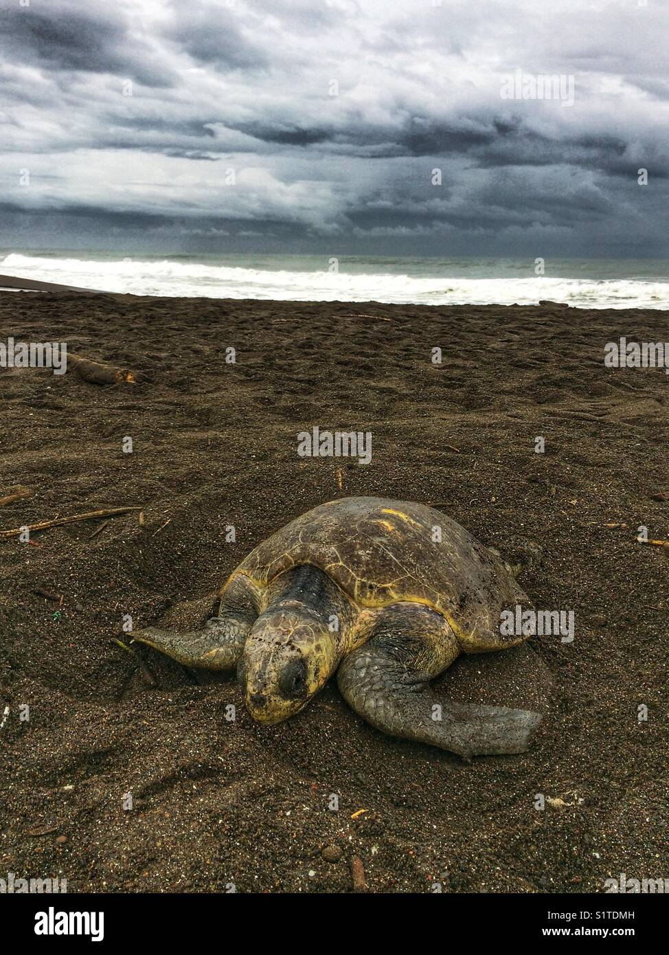 Turtle Costa Rica lay eggs beach Stock Photo - Alamy