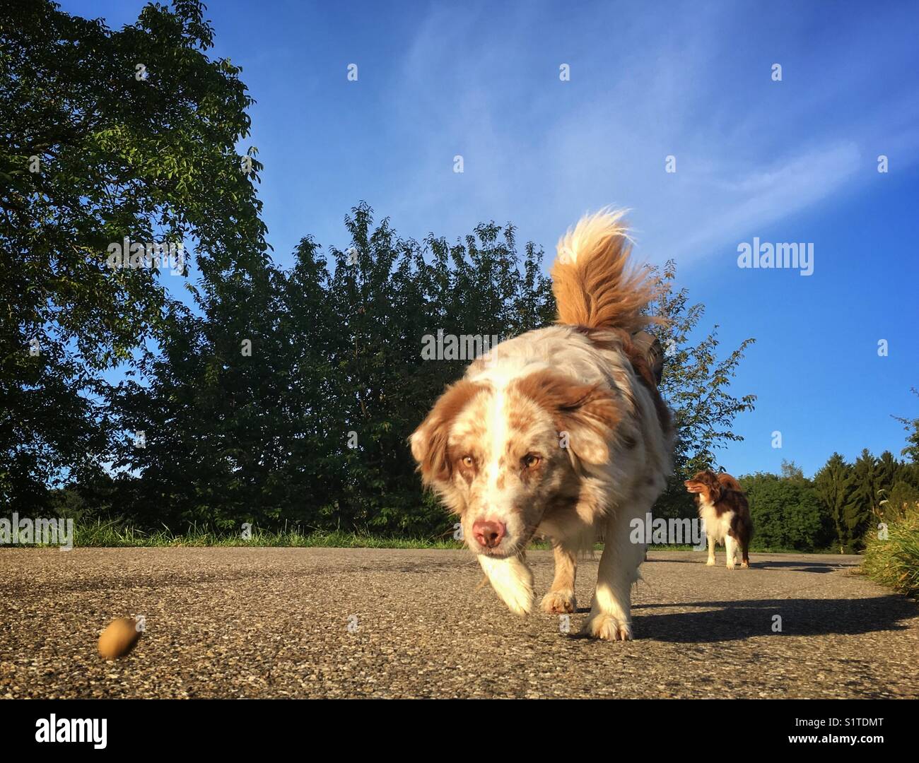 dog chasing after a treat Stock Photo - Alamy