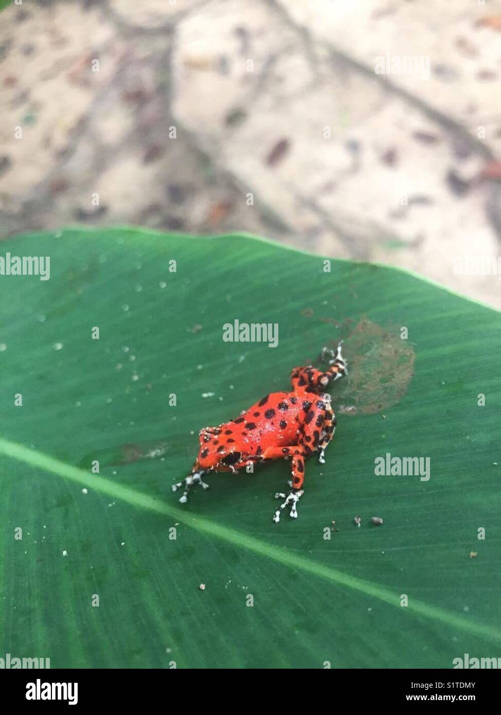 Red frog beach costa rica hi-res stock photography and images - Alamy