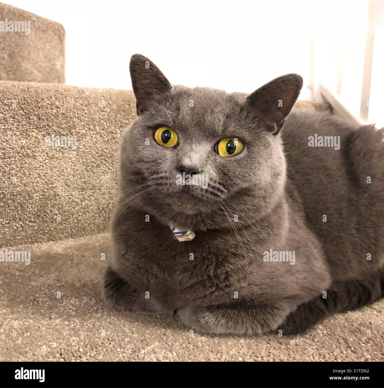 British blue short hair hi-res stock photography and images - Alamy