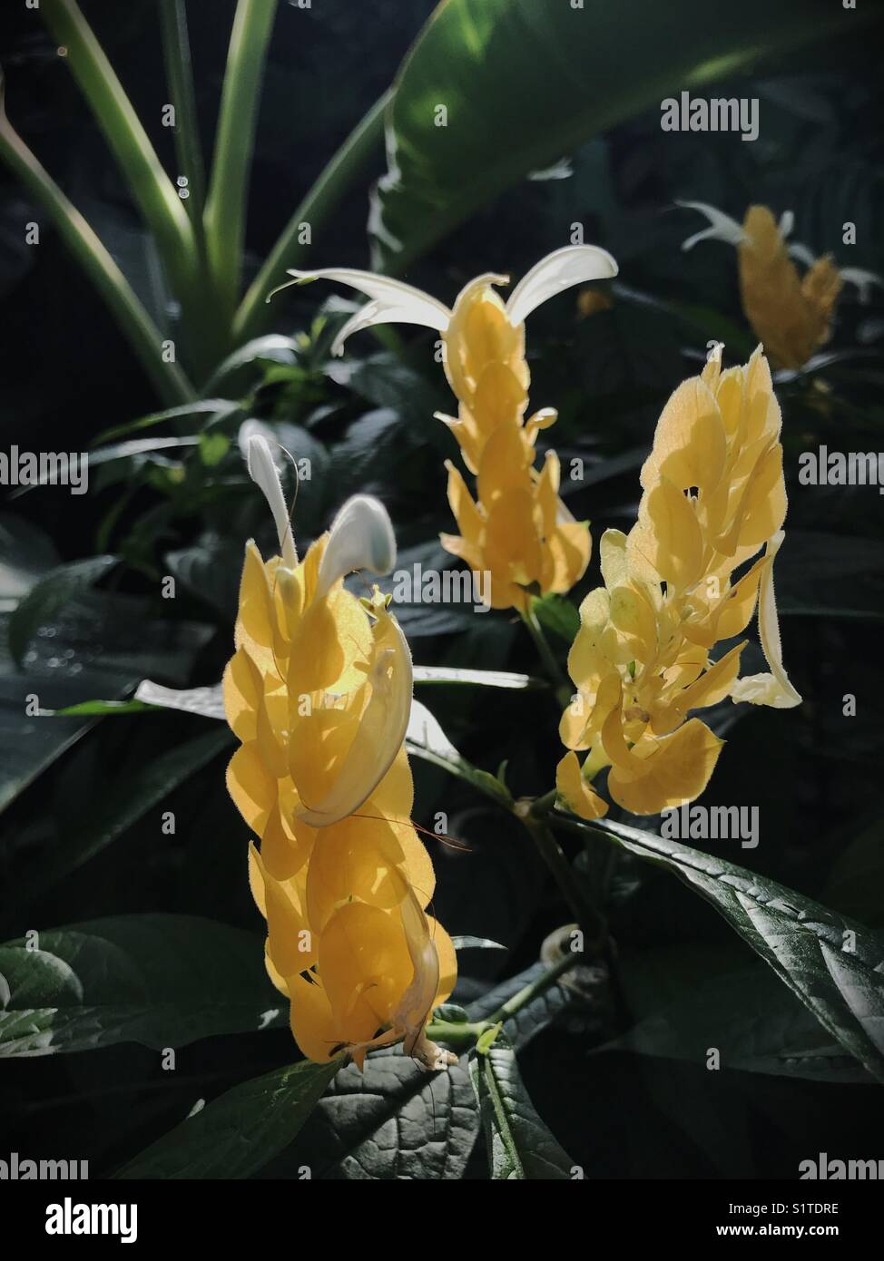 Shrimp plant hi-res stock photography and images - Alamy