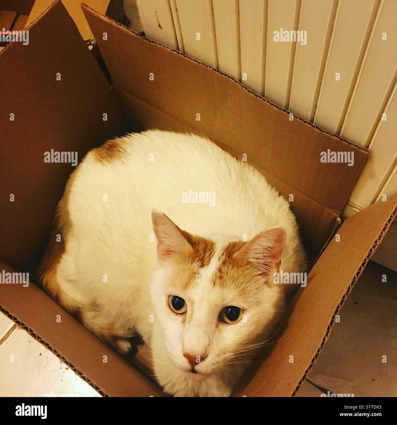 Cat in a box Stock Photo - Alamy