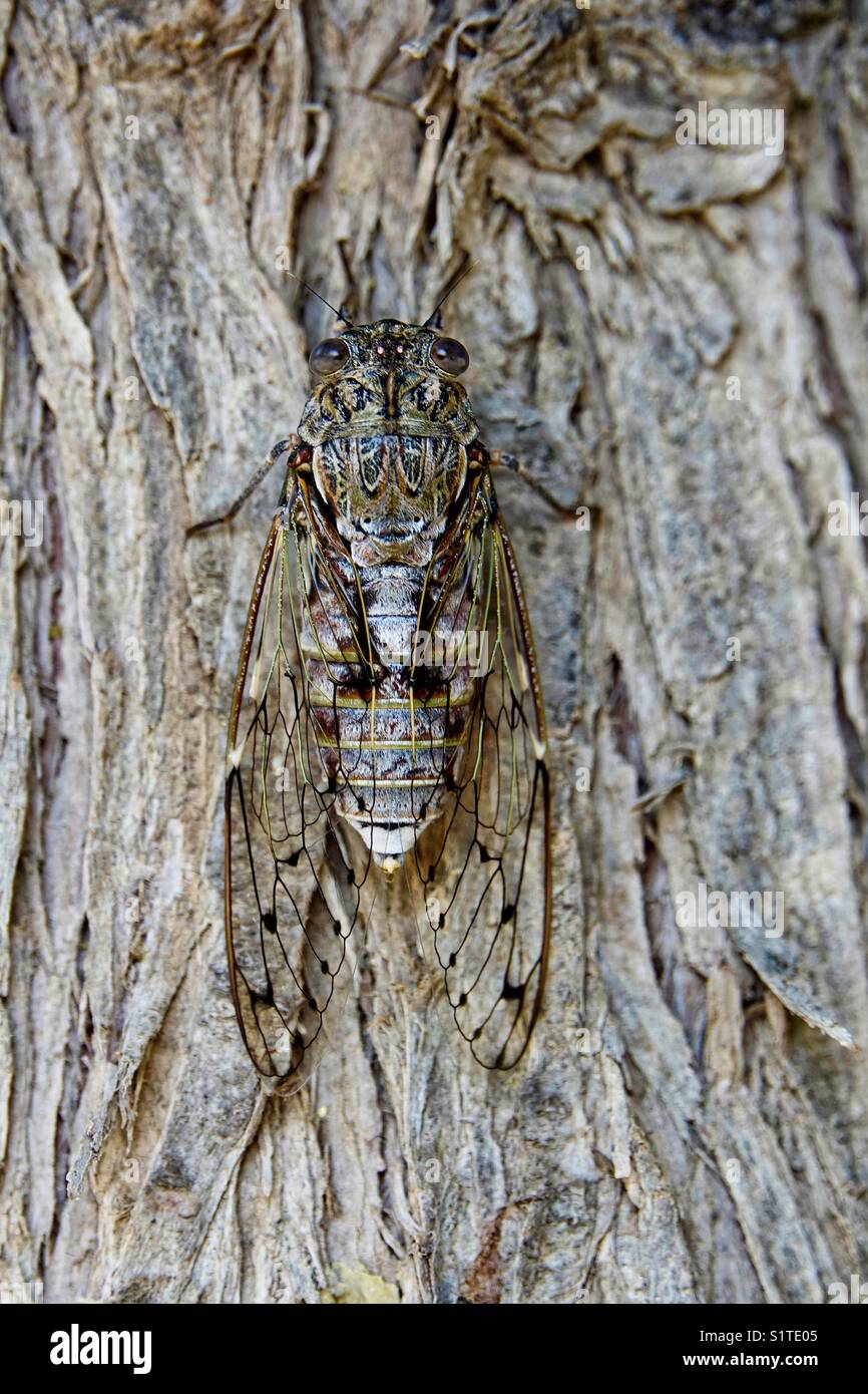 Cicada tree hi-res stock photography and images - Alamy