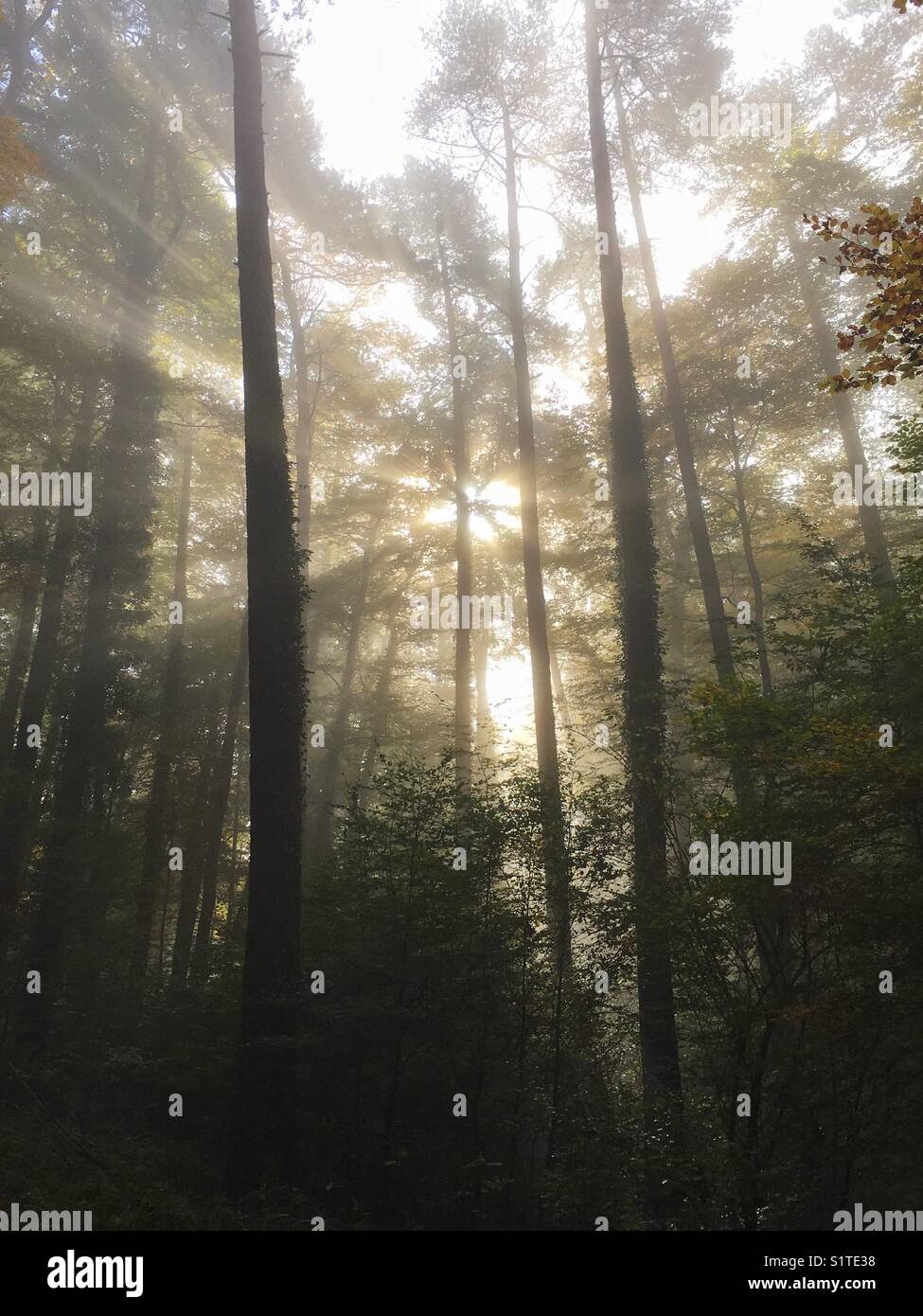 Light rays forest hi-res stock photography and images - Alamy