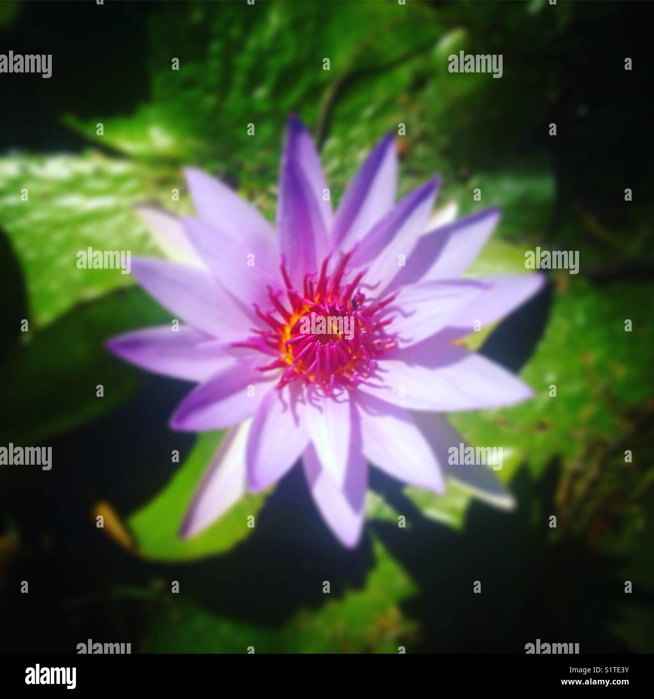 Lotus flower blooms in Tepoztlan, Mexico Stock Photo - Alamy
