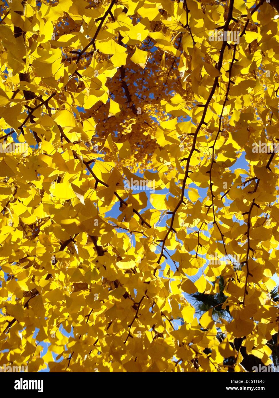 Magnificent Ginkgo Biloba in Autumn Stock Photo - Alamy
