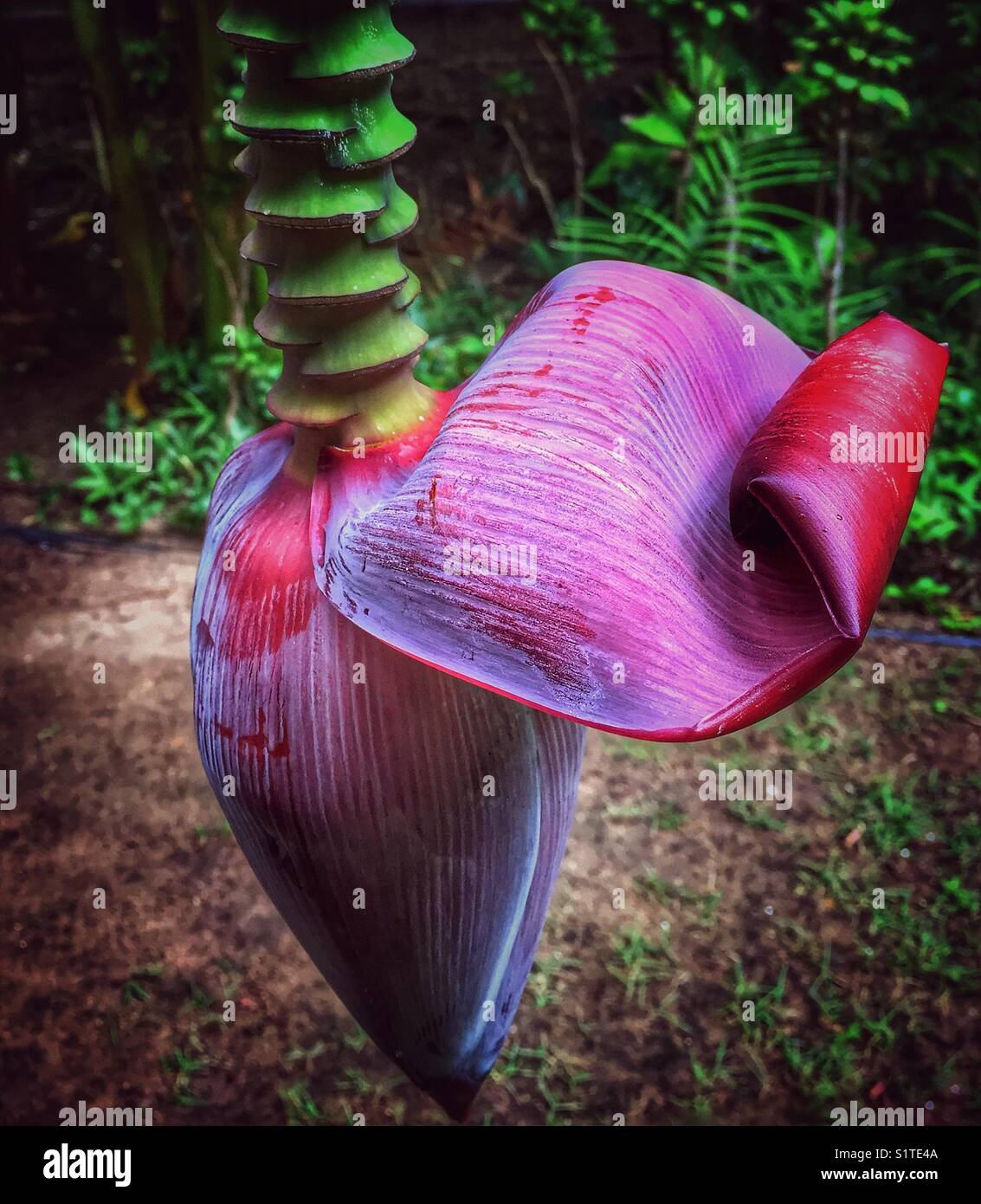 Banana flower hi-res stock photography and images - Alamy