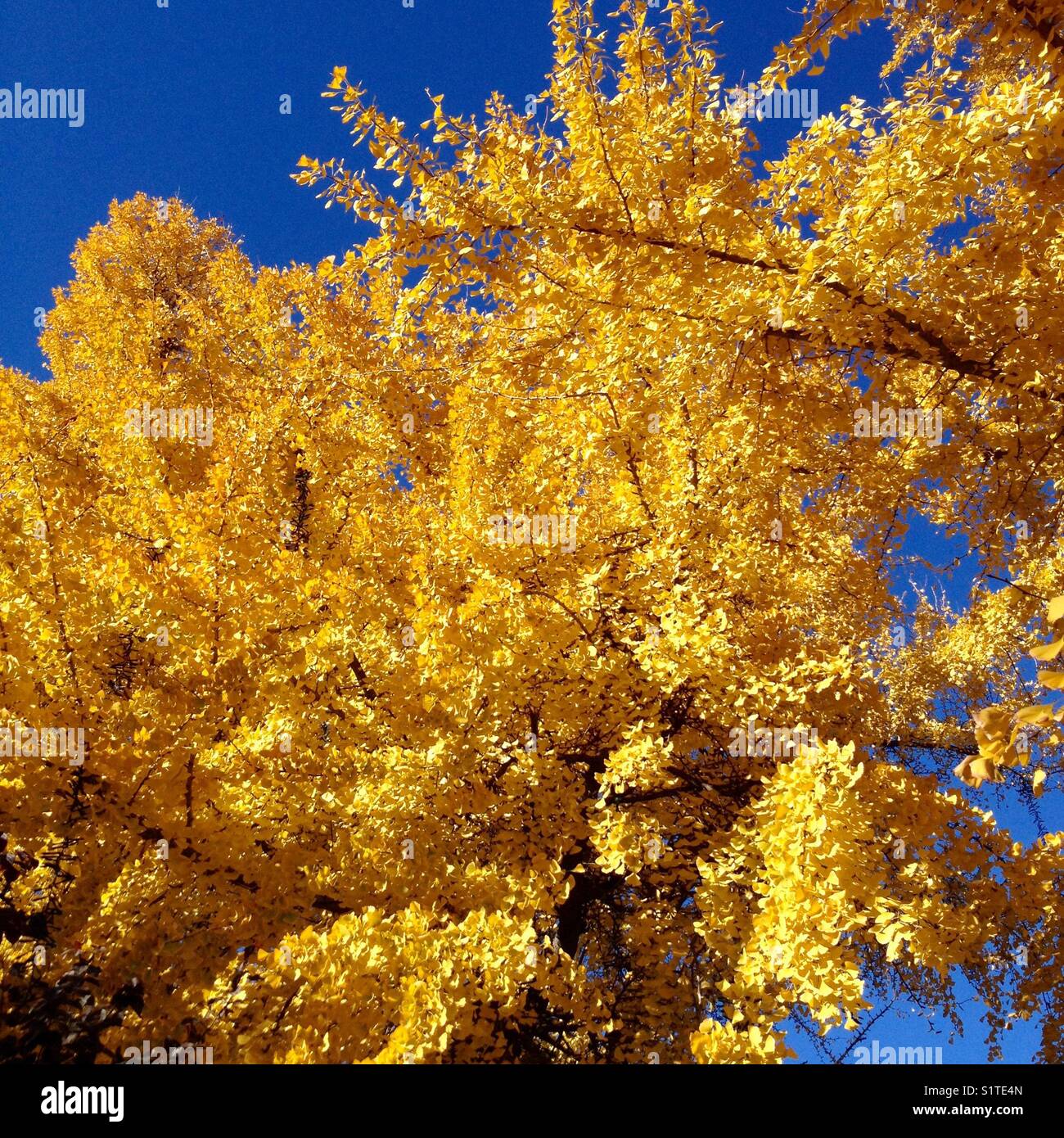 Magnificent Ginkgo Biloba in Autumn Stock Photo - Alamy