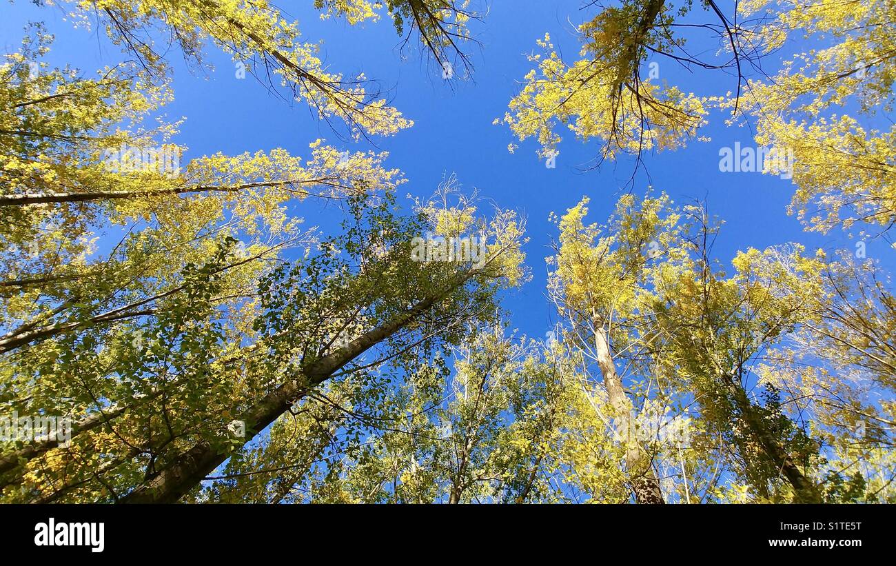 Tall tree canopy Stock Photo - Alamy