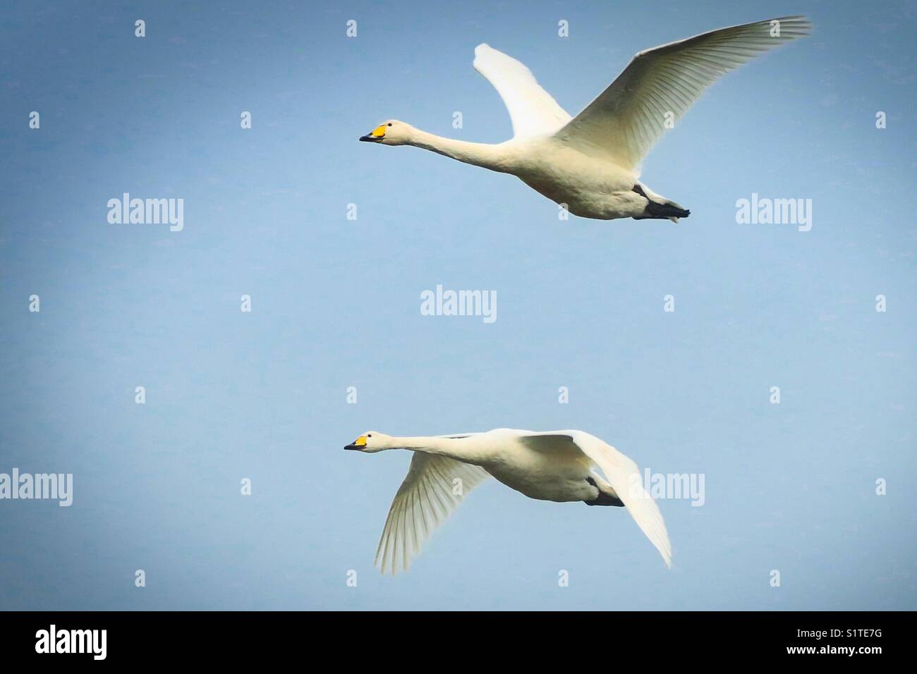 Whooper Swans in flight Stock Photo - Alamy