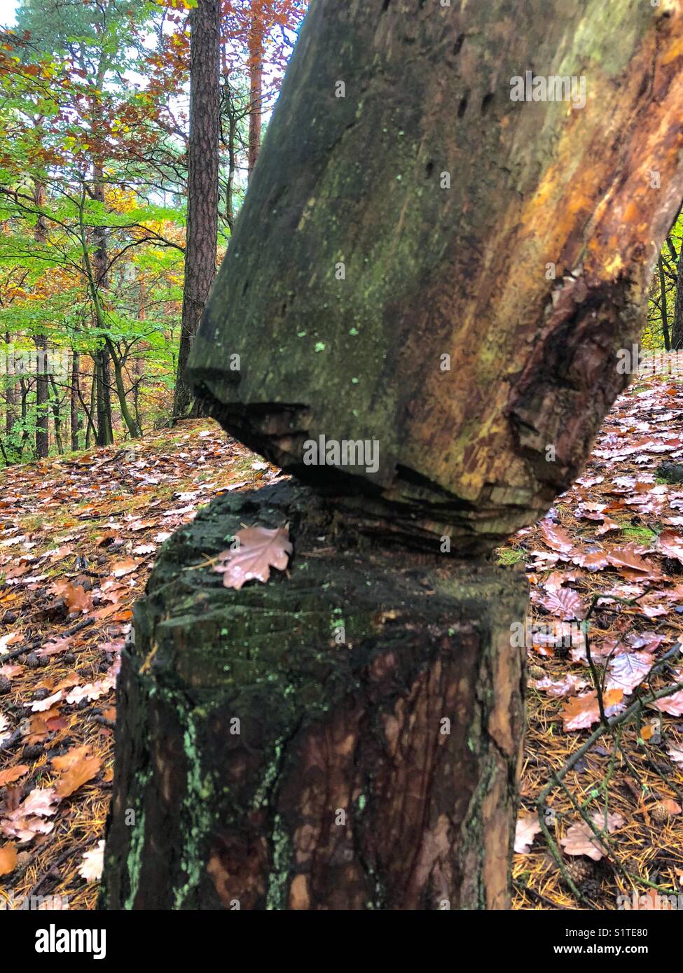 Old tree with axe marks Stock Photo - Alamy