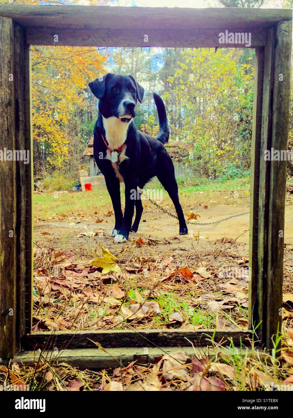 Alert dog in frame Stock Photo - Alamy