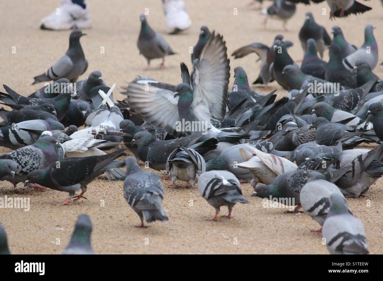 Paris pigeons hi-res stock photography and images - Alamy