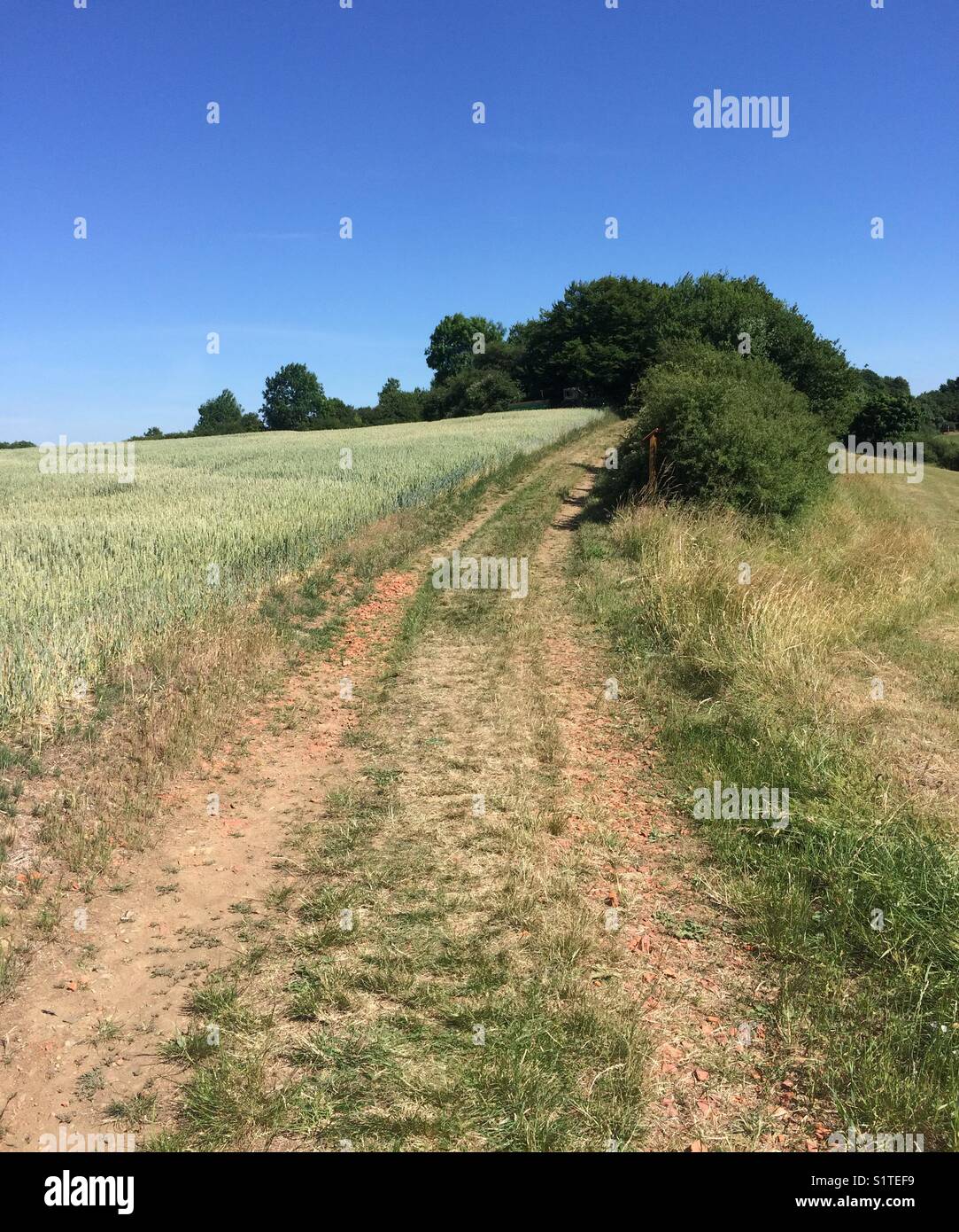 A rustic road to the forest Stock Photo - Alamy