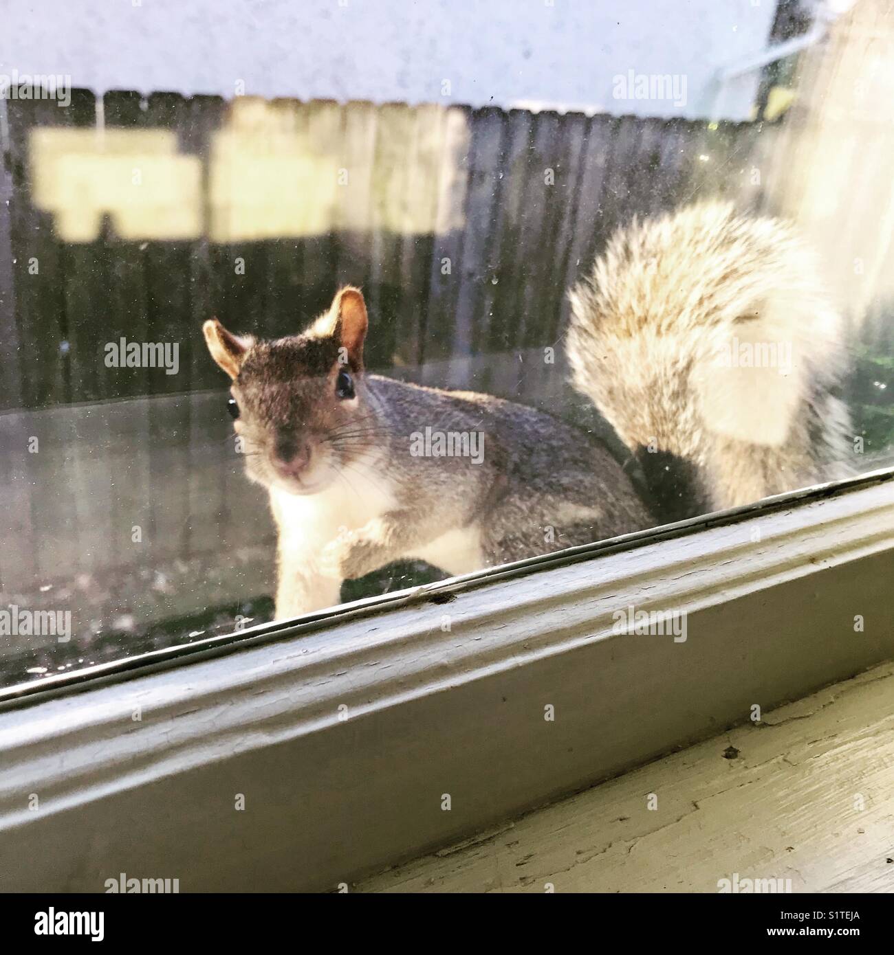 Well hello there unexpected squirrel window visitor! Stock Photo - Alamy