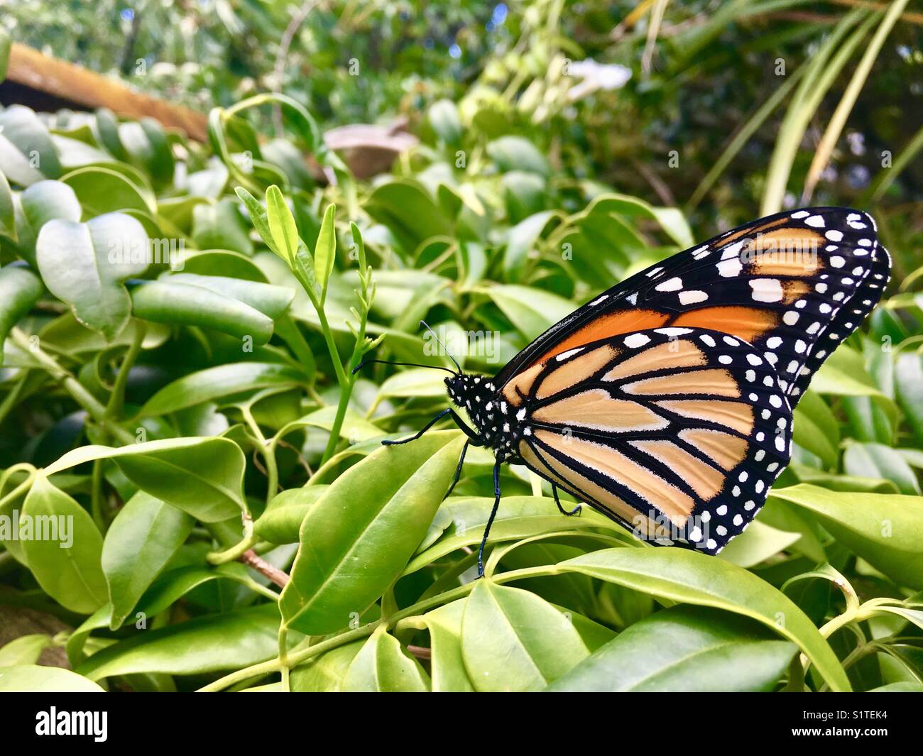 Butterfly up close nature hi-res stock photography and images - Alamy