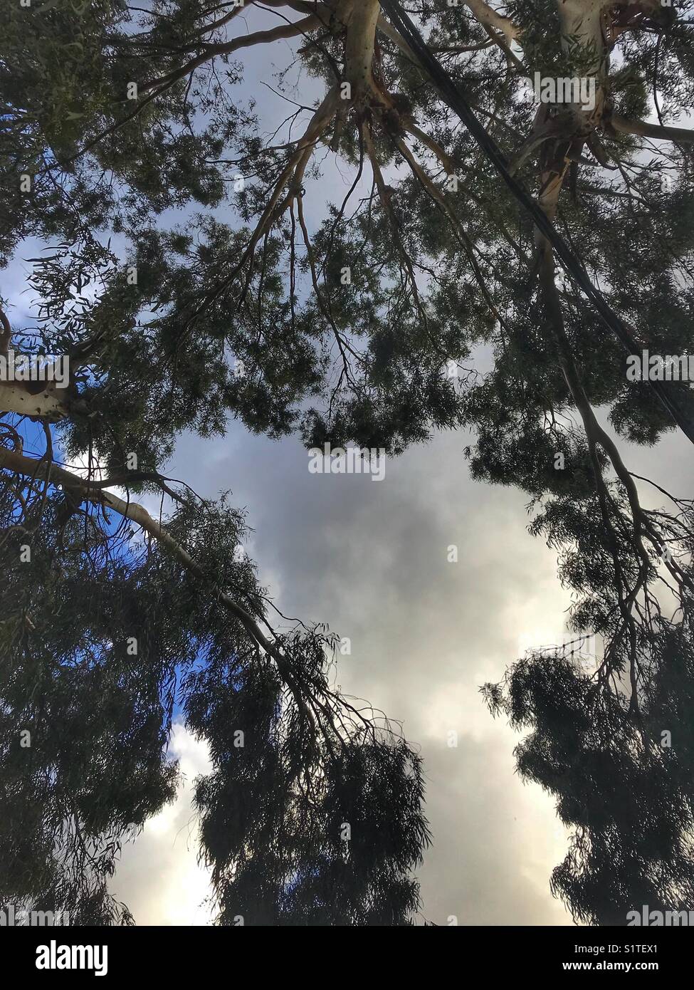 Tree branches from below Stock Photo - Alamy