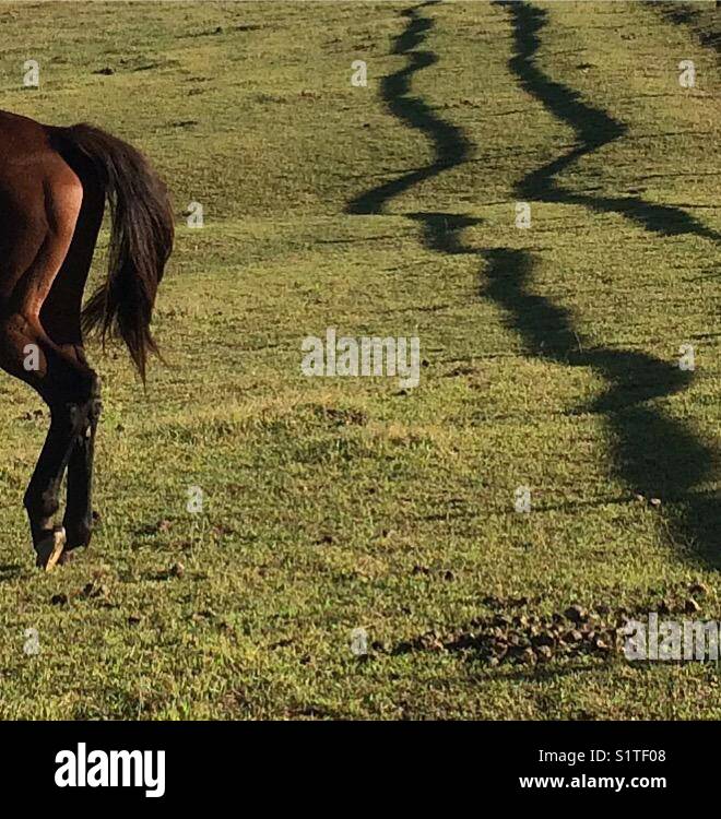 Horse shadow hi-res stock photography and images - Alamy