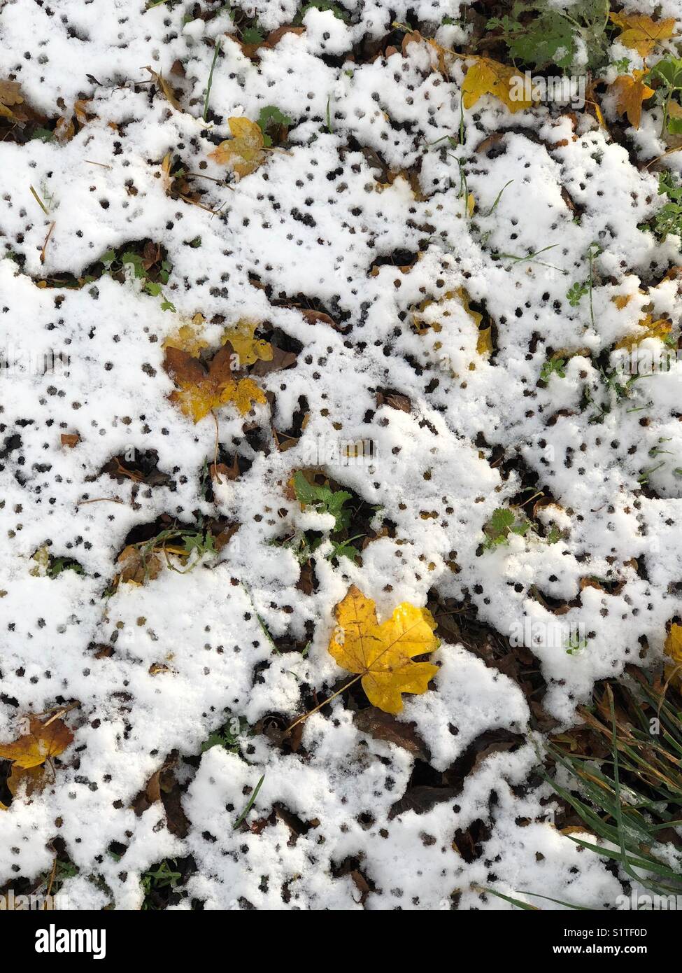 Melting snow with fallen, yellow leaves Stock Photo - Alamy