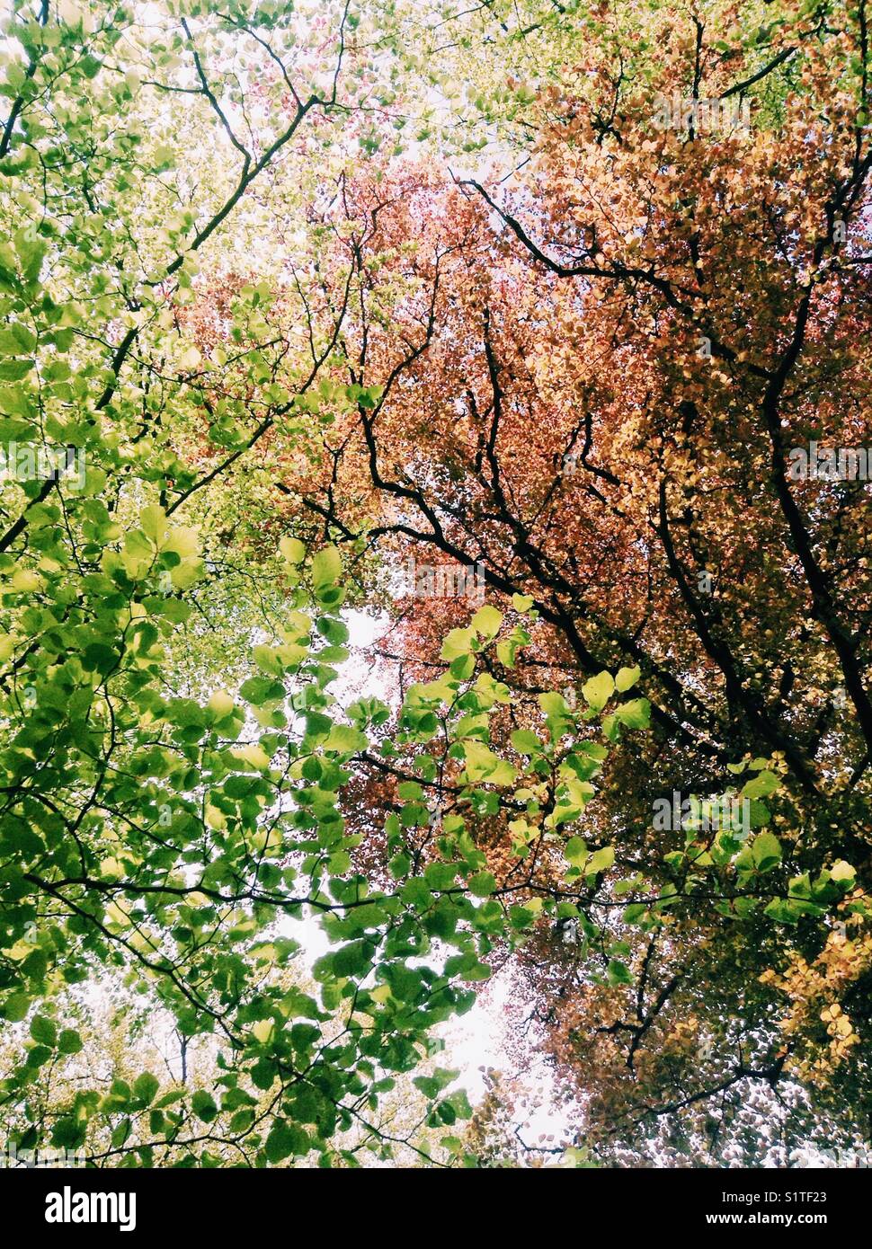 Beautiful tree leaves hi-res stock photography and images - Alamy