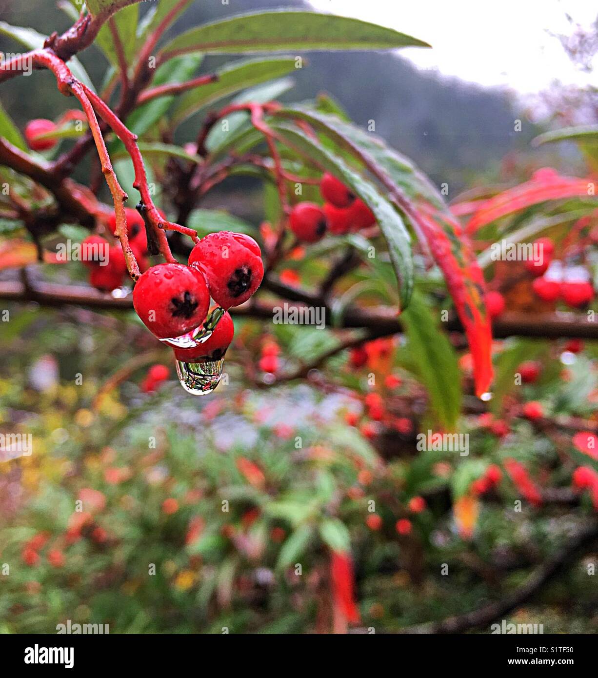red berries with water drop Stock Photo - Alamy