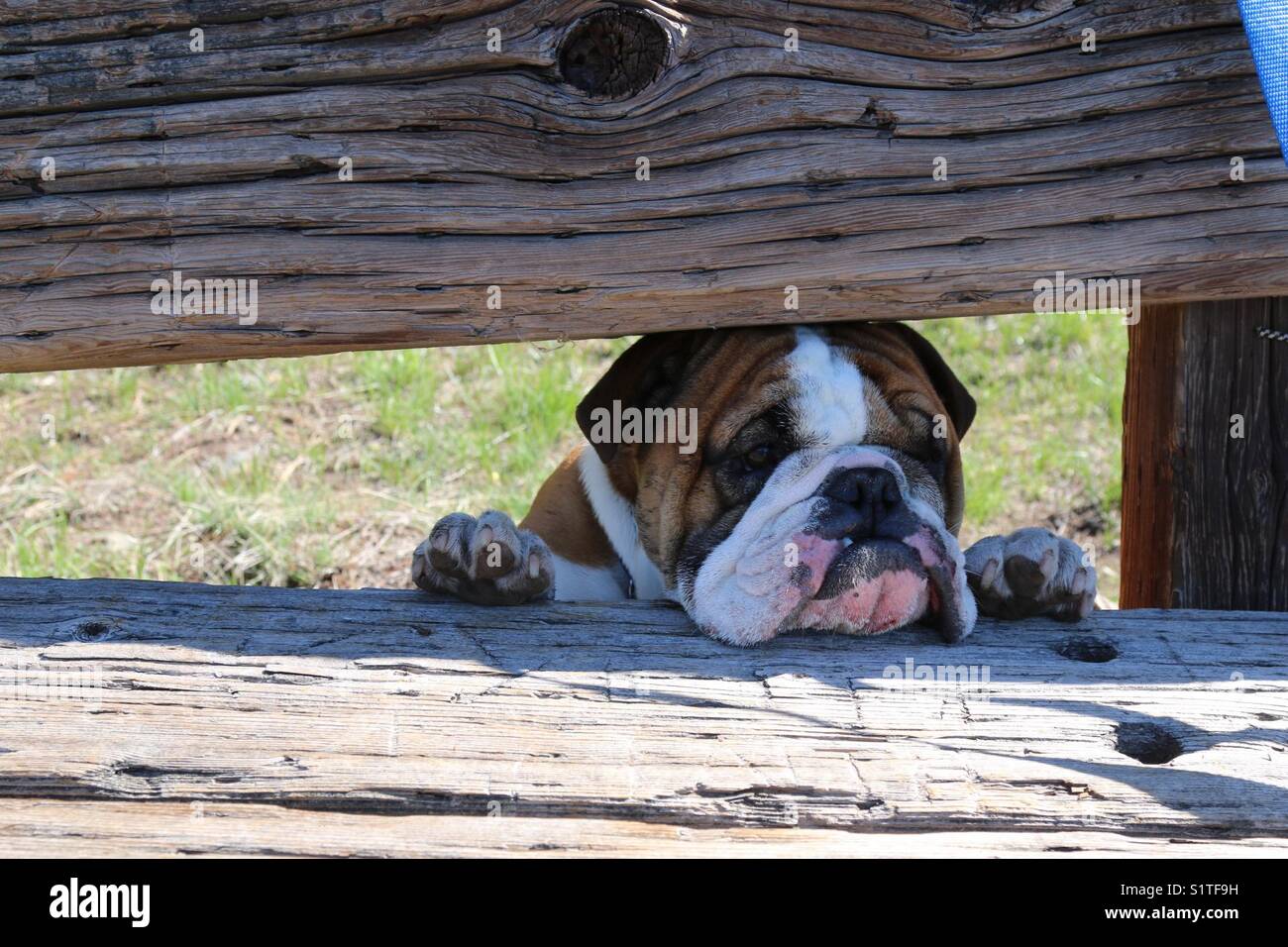 Dog through fence hi-res stock photography and images - Alamy