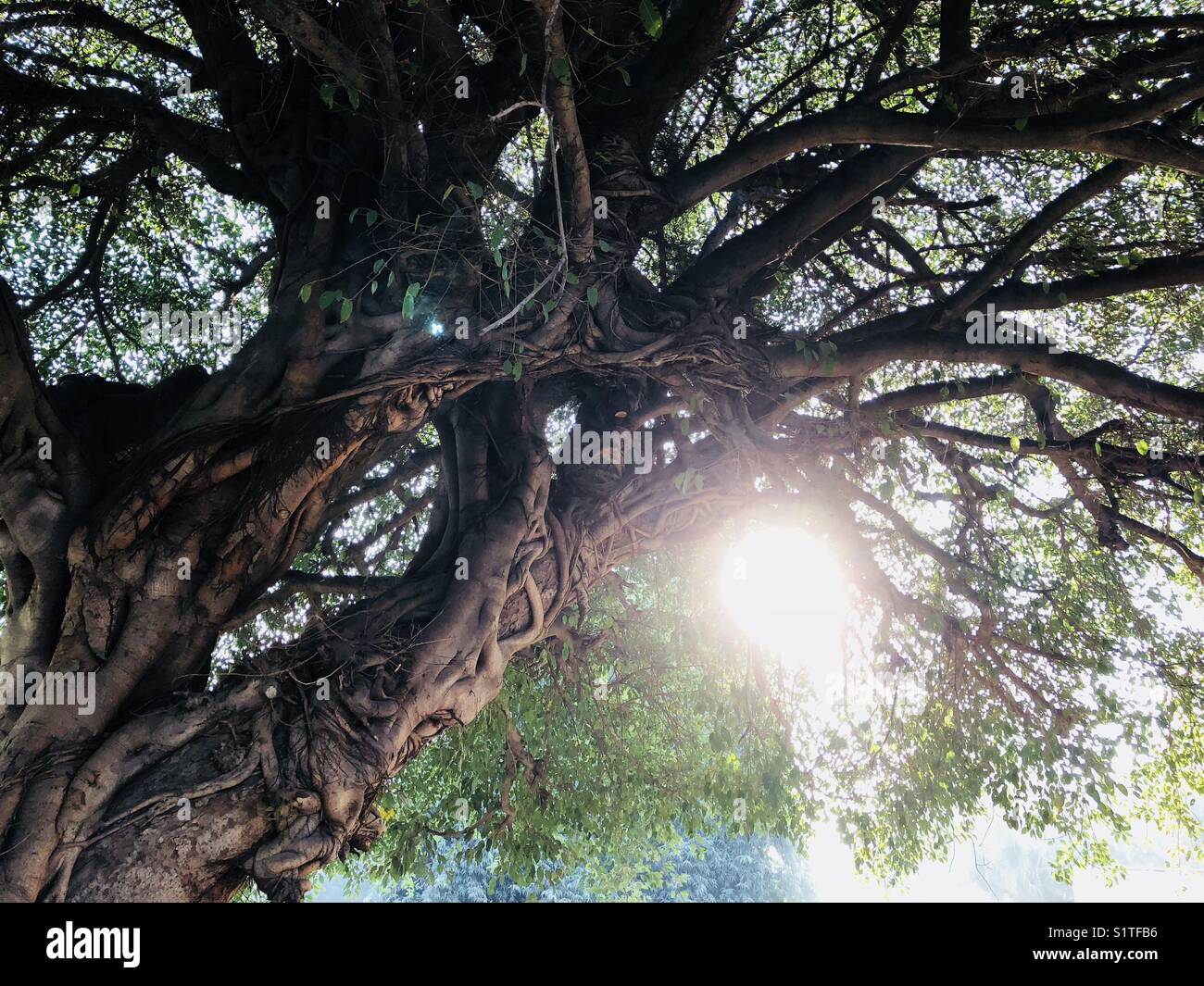Inside beautiful tree hi-res stock photography and images - Alamy
