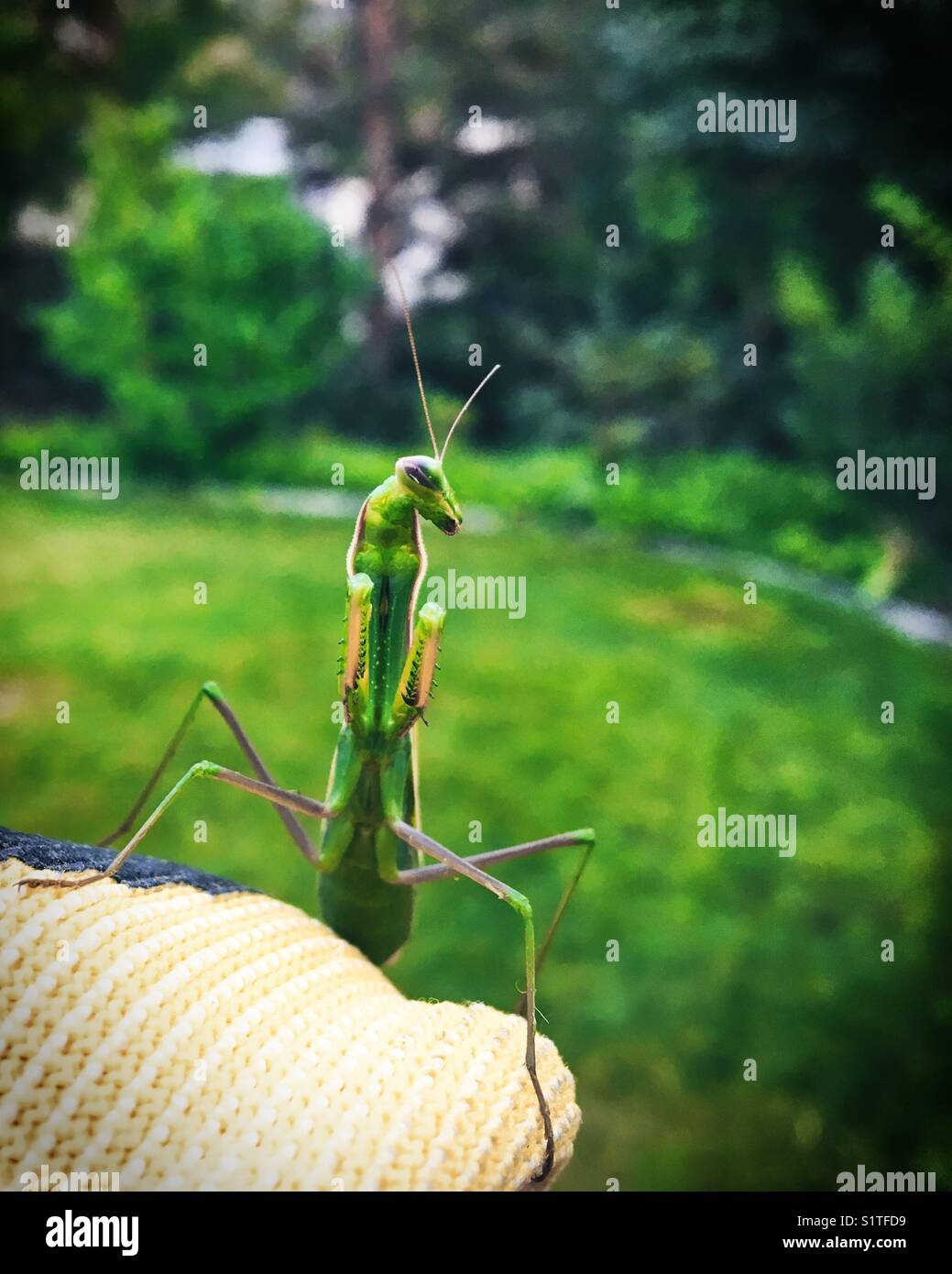 Close up of a Praying Mantis insect on a gardening glove with garden in ...