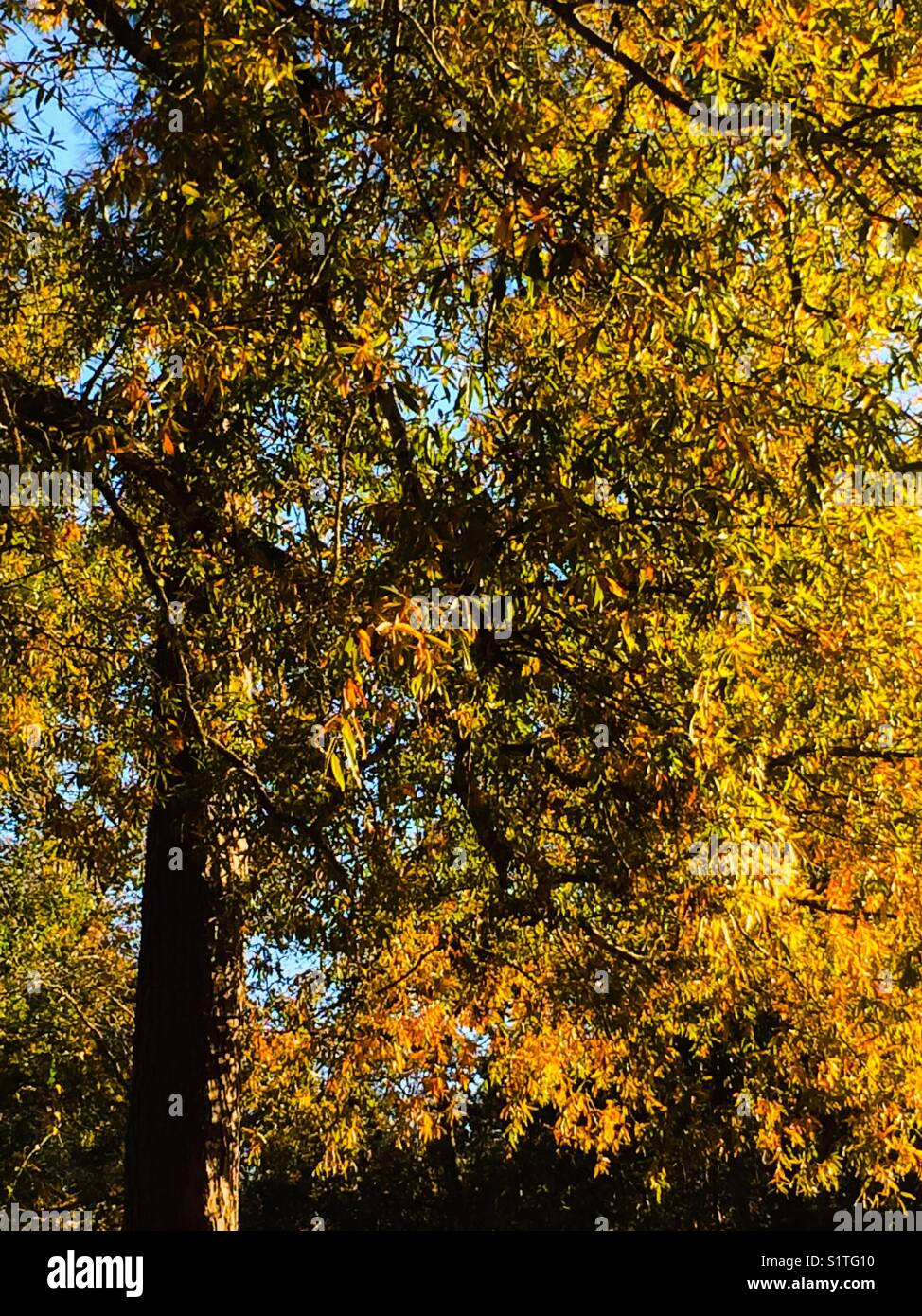 Changing tree colors hi-res stock photography and images - Alamy