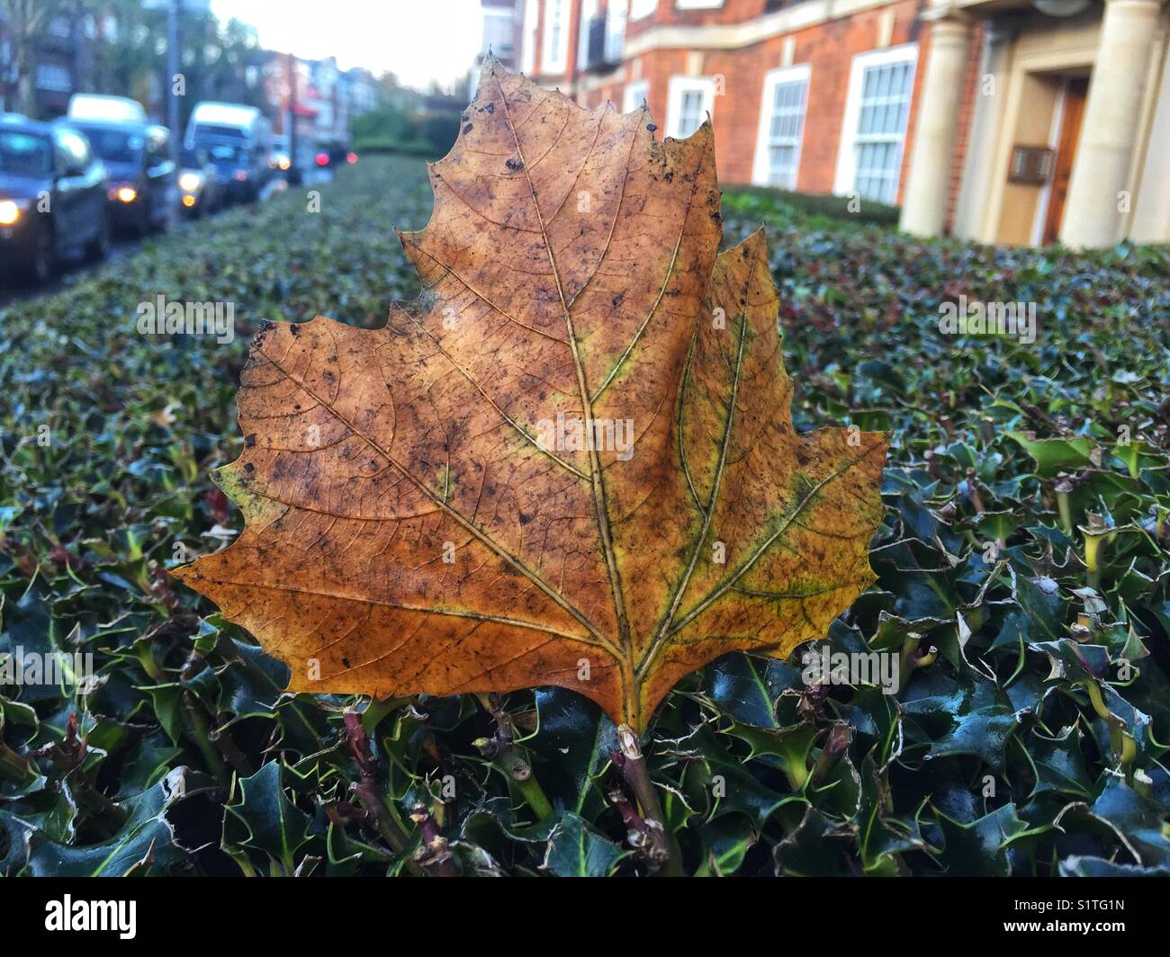 Skeleton bush hi-res stock photography and images - Alamy