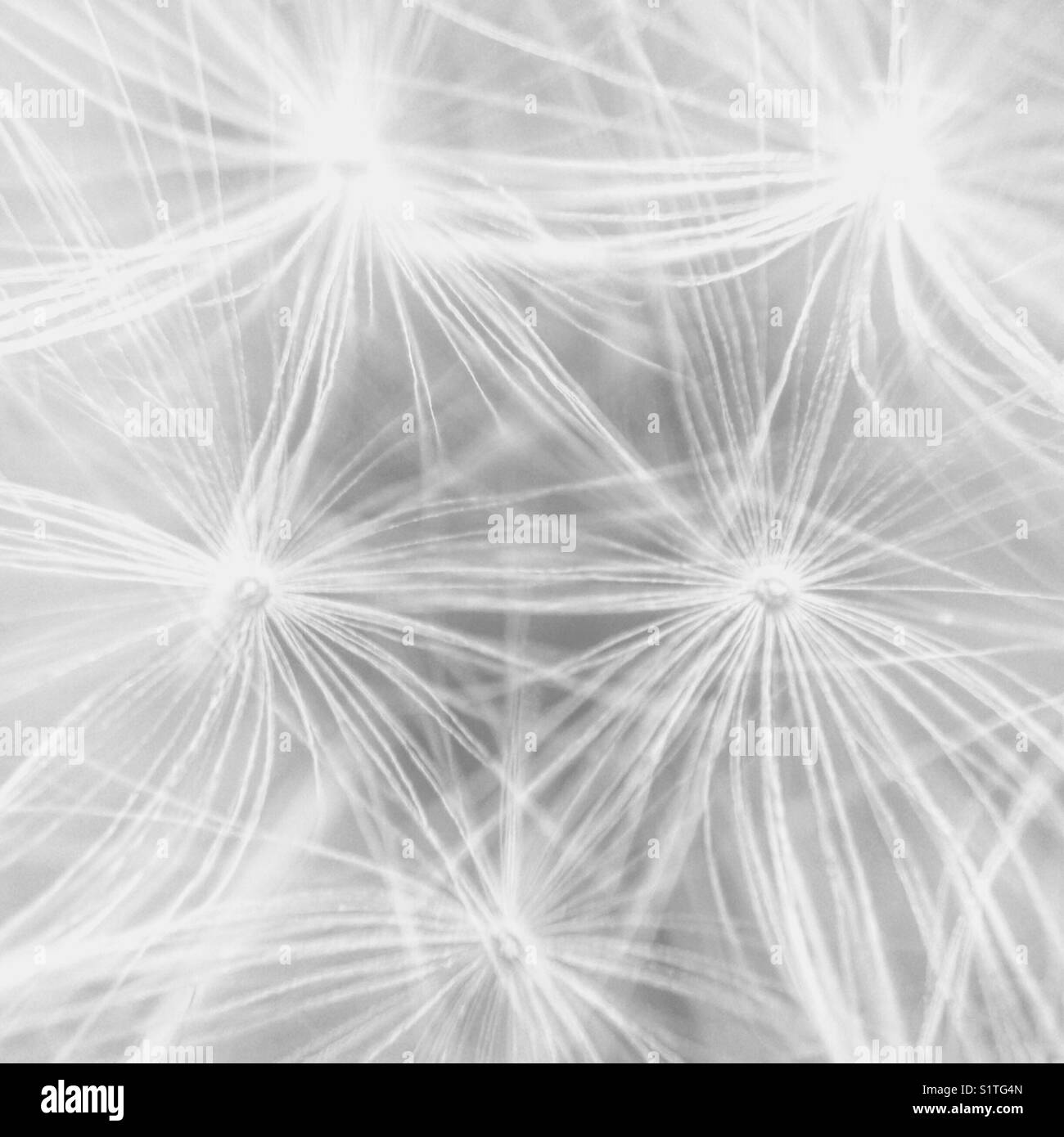 Geometry nature hi-res stock photography and images - Alamy