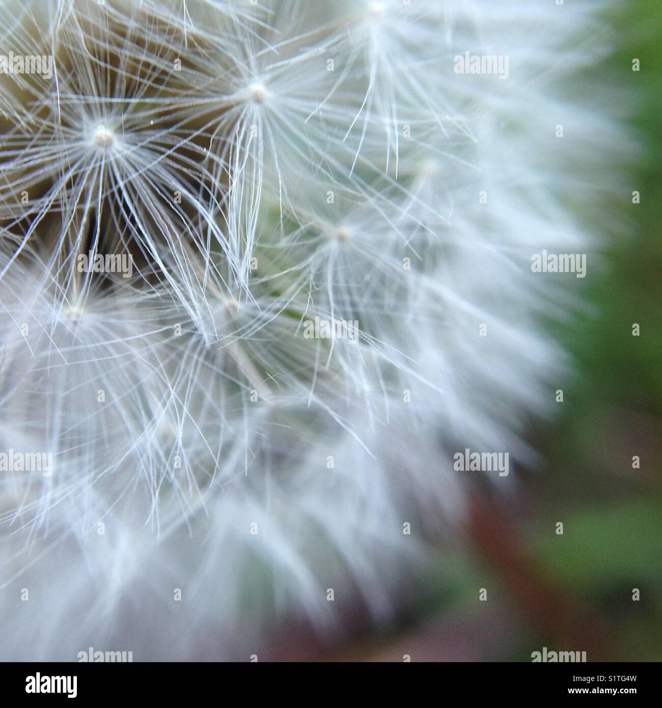 Dandelion Geometry High Resolution Stock Photography and Images - Alamy
