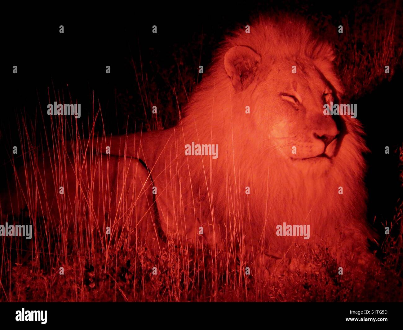 Lion at night hi-res stock photography and images - Alamy