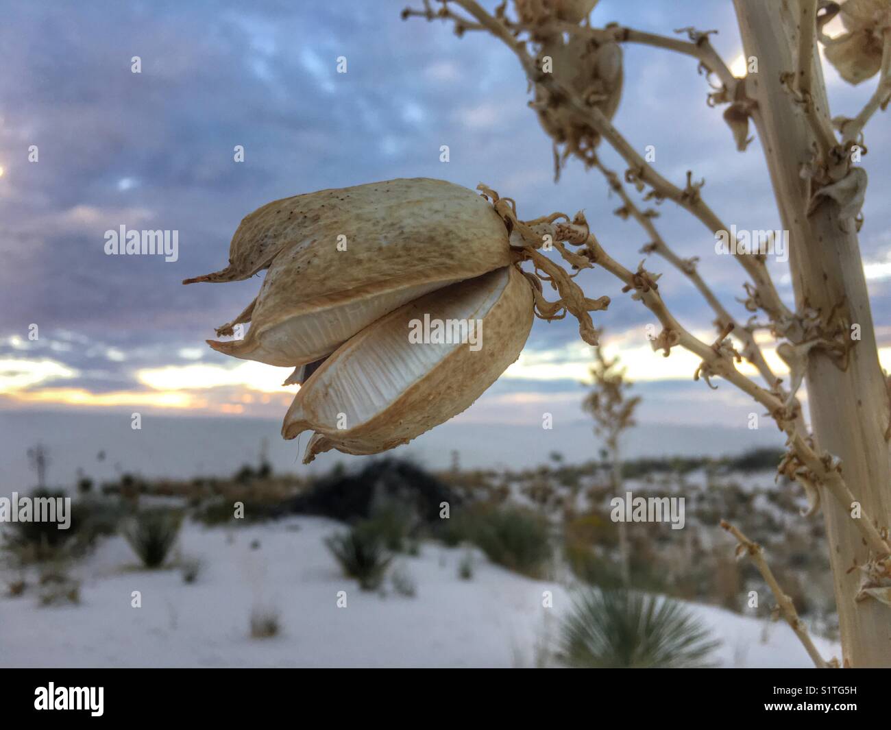 Soaptree Yucca Flower Pod at Sunset Stock Photo - Alamy