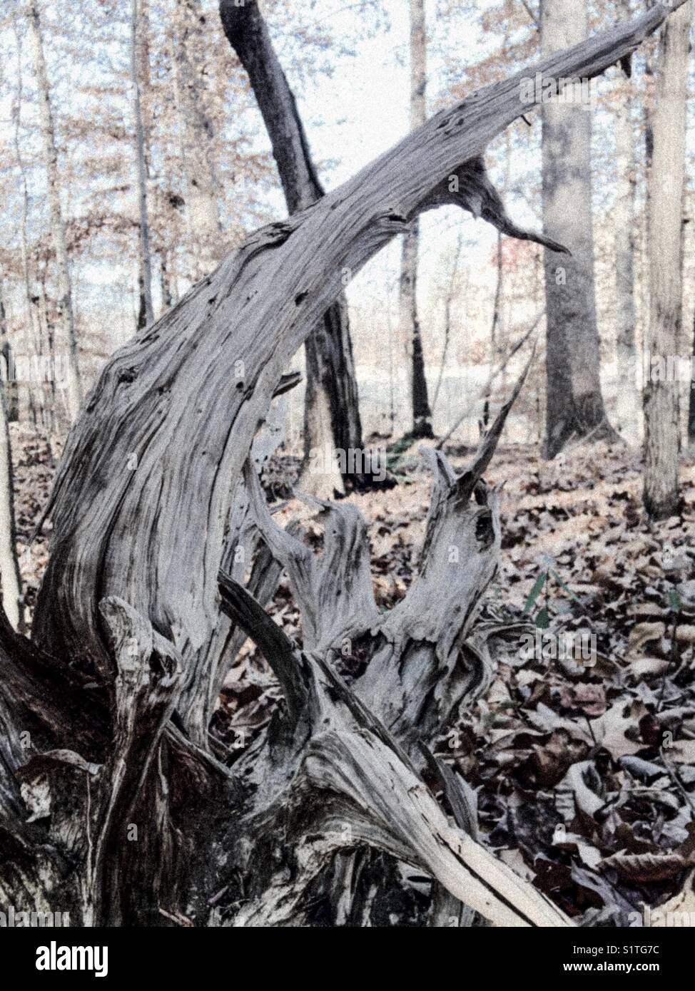 Upturned tree hi-res stock photography and images - Alamy