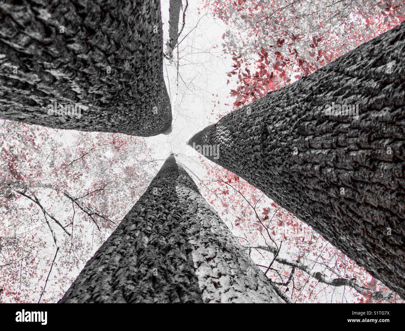 Geometric trees hi-res stock photography and images - Alamy