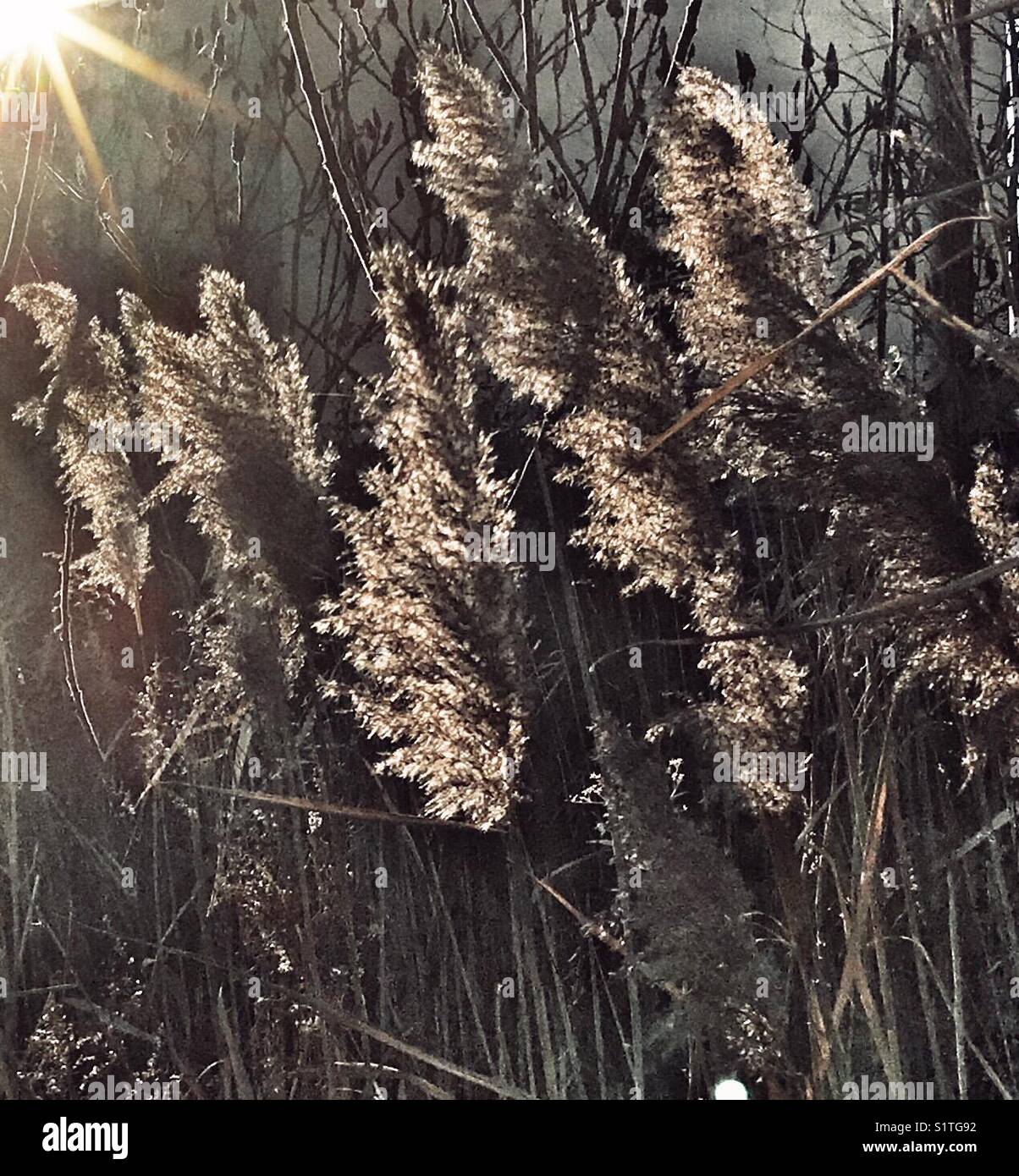 Amber fields hi-res stock photography and images - Alamy