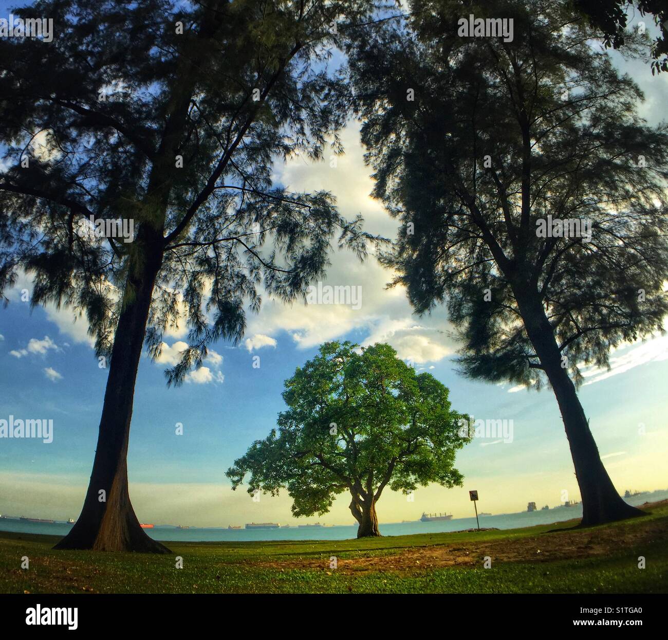 Stand of tree hi-res stock photography and images - Alamy